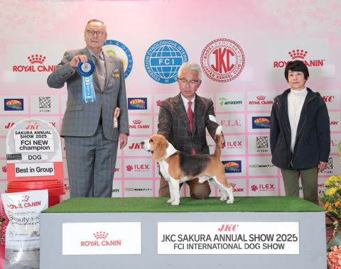 ジン/FCI.CH.JKC.CH.JR.CH.YANKEE BOY SEA THE STARS/ヤンキーボーイケンネル/ビーグルブリーダー