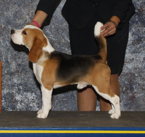 YANKEE BOY Beagles/GUS/ GCH.AM.CH..SUMRDREAMS STRIK OF MIDNIGHT