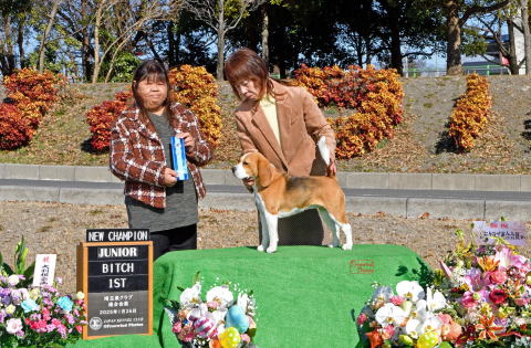 リグ/JKC.CH.Jr.CH.YANKEE BOY REGRET/YANKEE BOY Beagles/ヤンキーボーイケンネル/ビーグルブリーダー