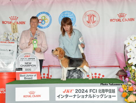 HUTA/JKC.CH.Jr.CH.YANKEE BOY FLIGHTLINE/YANKEE BOY KENNEL/ビーグルブリーダー